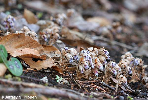 Monotropsis (Pygmy Pipes)