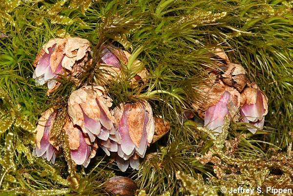 Monotropsis (Pygmy Pipes)
