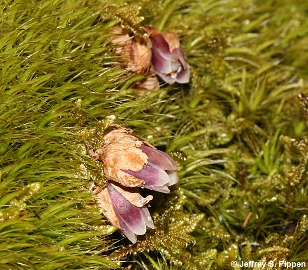 Monotropsis (Pygmy Pipes)