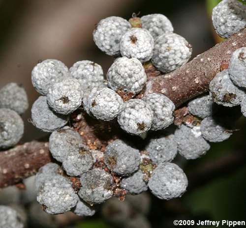 Morella (wax-myrtle, bayberry)