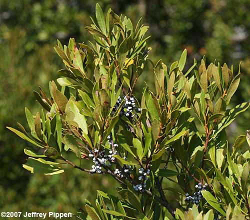 Morella (wax-myrtle, bayberry)
