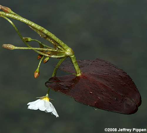 Nymphoides (floating heart)