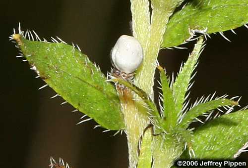Onosmodium (Marbleseed, False Gromwell)
