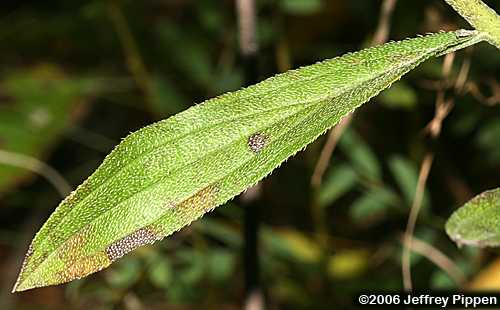 Onosmodium (Marbleseed, False Gromwell)