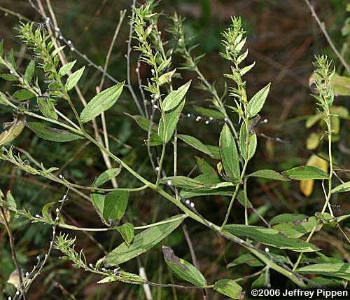 Onosmodium (Marbleseed, False Gromwell)