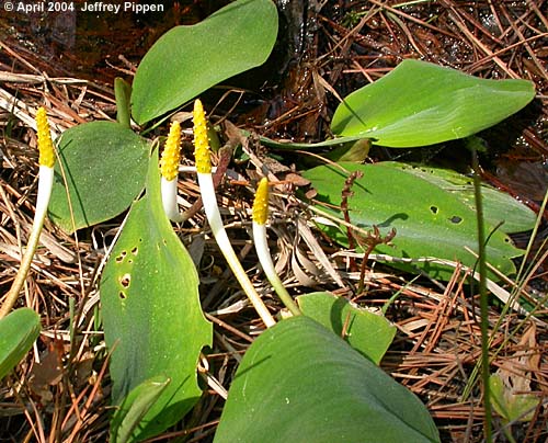 Wildflowers in North Carolina