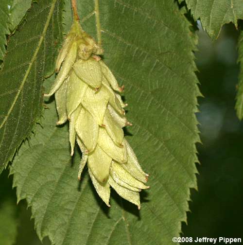 Ostrya (hop-hornbeam)