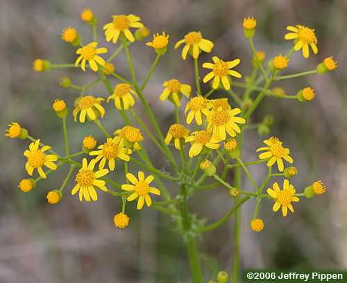 Packera (ragwort, groundsel)