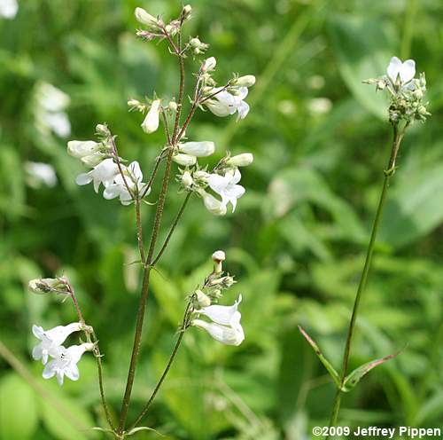 Penstemon (beardtongue)