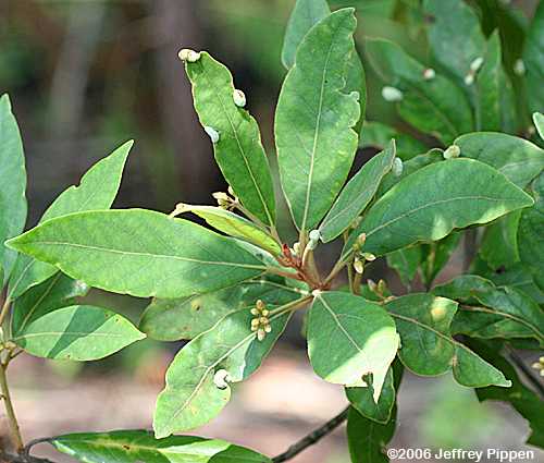 Persea (bay tree)