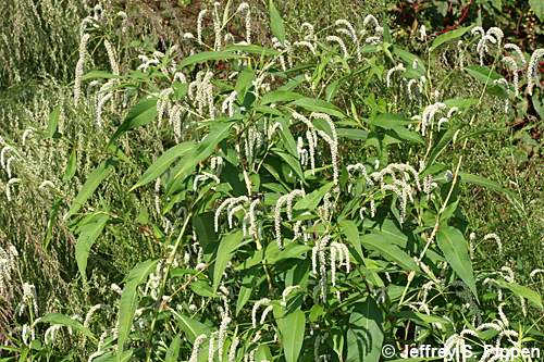 Persicaria, Polygonum