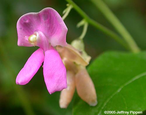 Phaseolus (bean, pea)