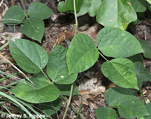 Phaseolus (bean, pea)