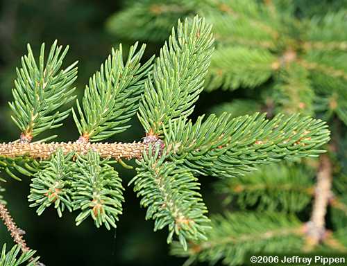Red Spruce Needles