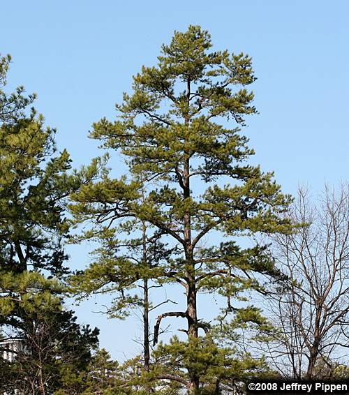 Shortleaf Pine Tree