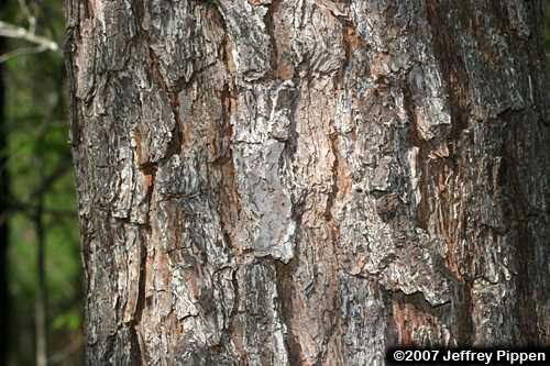 Slash Pine Bark