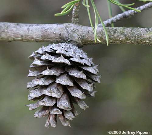 Shortleaf Pine Cone