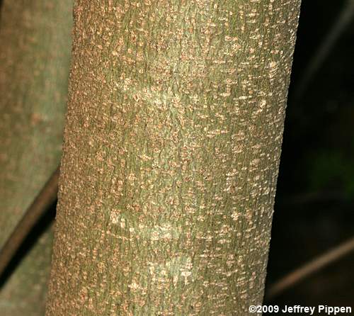 Platanus (sycamore, plane-tree)