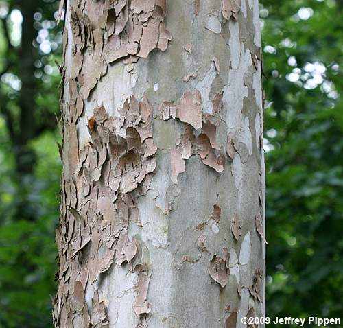 Platanus (sycamore, plane-tree)