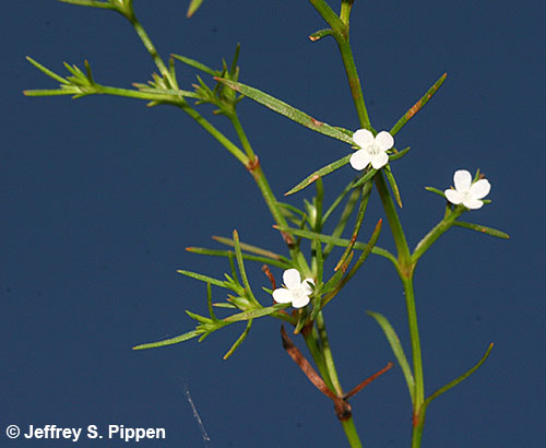 Polypremum (rustweed)