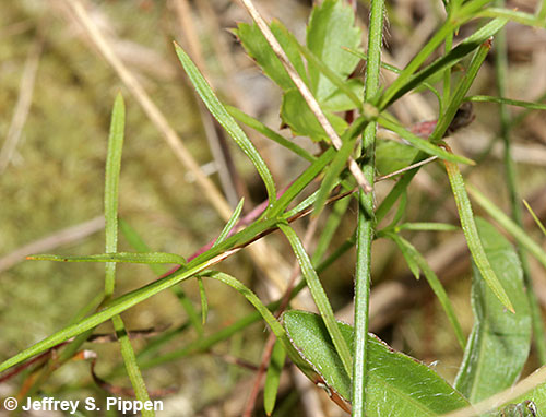 Polypremum (rustweed)