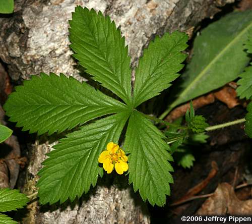 Potentilla (Cinquefoil, Five-fingers)