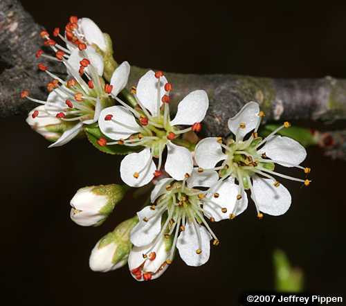 Prunus (cherry)