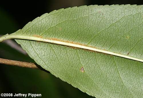 Prunus Serotina Leaf