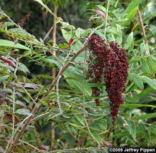 Rhus (sumac)