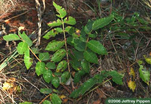 Rhus (sumac)