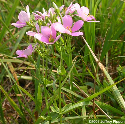 Sabatia (Rose-gentians)