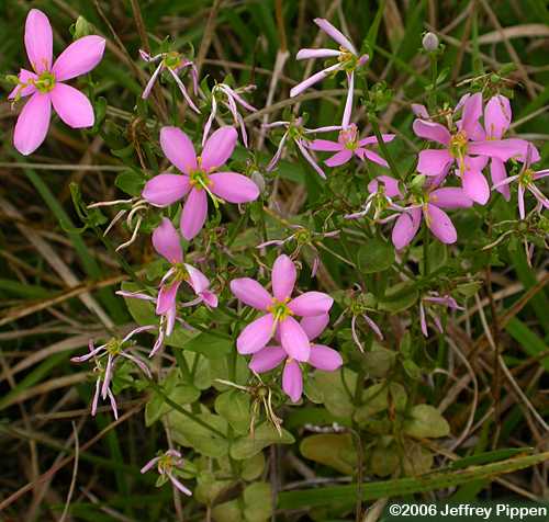 Sabatia (Rose-gentians)