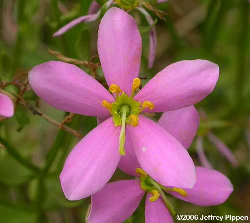 Sabatia (Rose-gentians)
