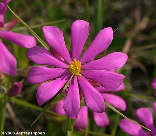 Sabatia (Rose-gentians)