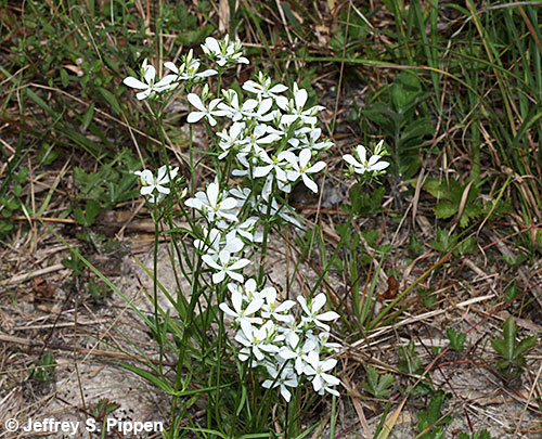 Sabatia (Rose-gentians)