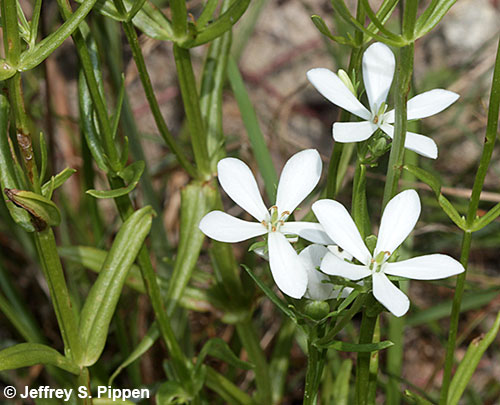 Sabatia (Rose-gentians)