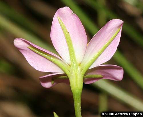 Sabatia (Rose-gentians)