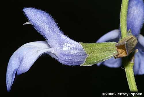 Salvia (sage)