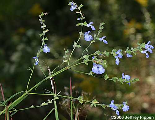 Salvia (sage)