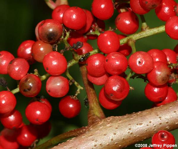 Florida & Bahamas Plants