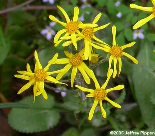 Packera (ragwort, groundsel)