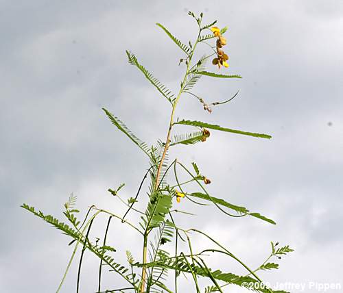 Sesbania (rattlebox, sesban)