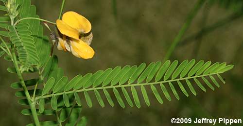 Sesbania (rattlebox, sesban)