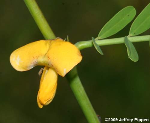 Sesbania (rattlebox, sesban)