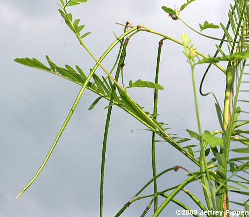 Sesbania (rattlebox, sesban)