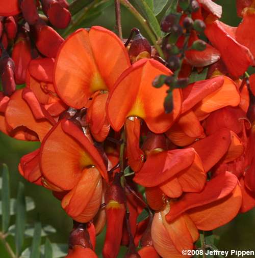 Sesbania (rattlebox, sesban)