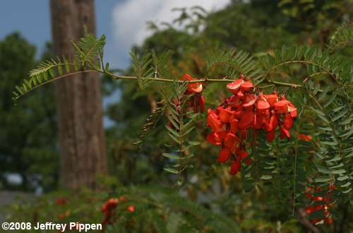 Sesbania (rattlebox, sesban)
