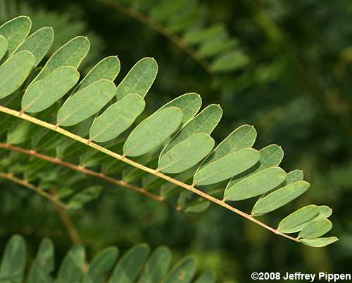 Sesbania (rattlebox, sesban)