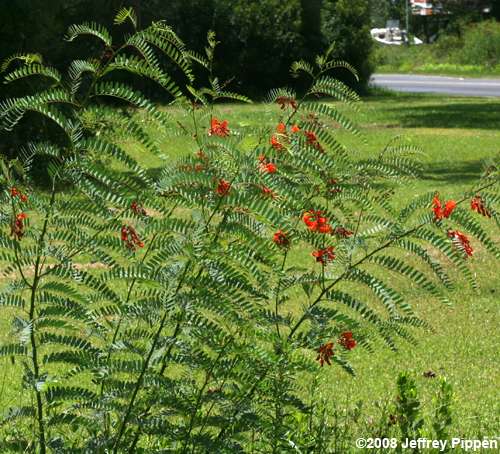 Sesbania (rattlebox, sesban)