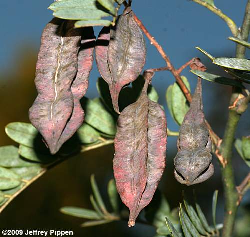 Sesbania (rattlebox, sesban)